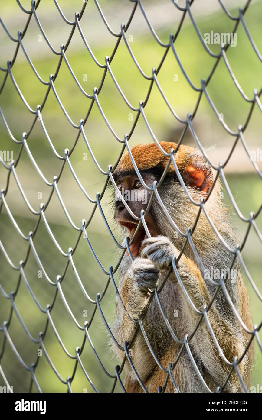 Sad animals hi-res stock photography and images - Alamy