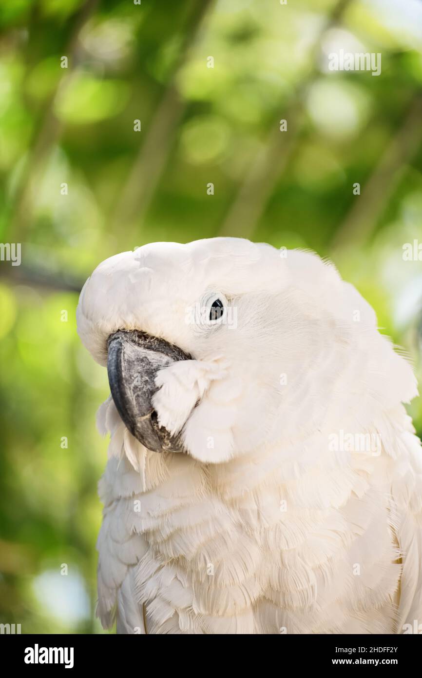 Parrot 1 hi-res stock photography and images - Alamy