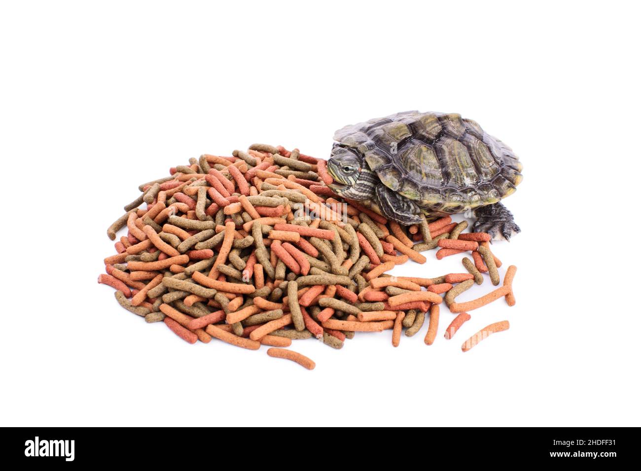 Turtle pellets hi-res stock photography and images - Alamy