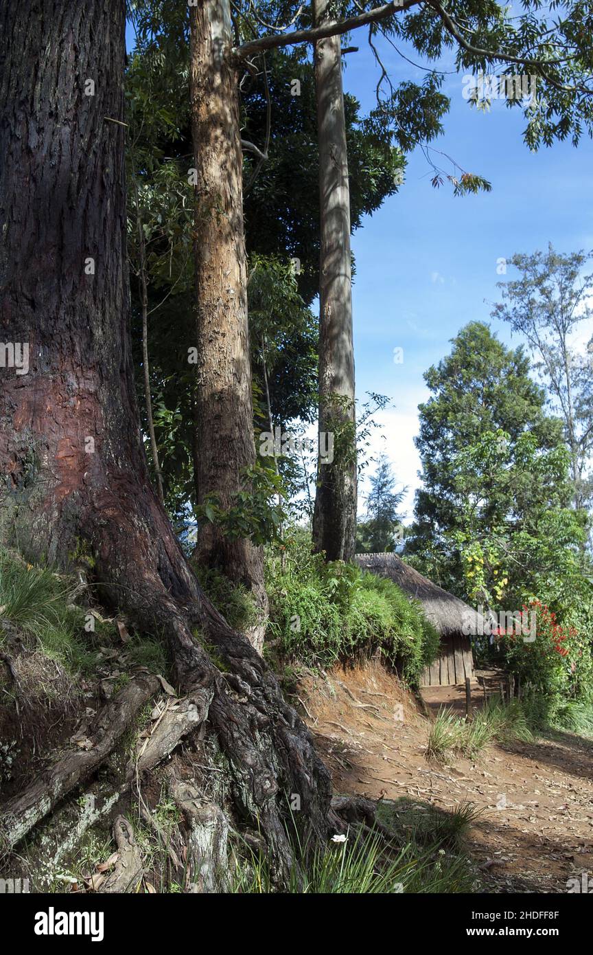 Papua New Guinea; Eastern Highlands; Goroka; Namta; Tall trees and ...