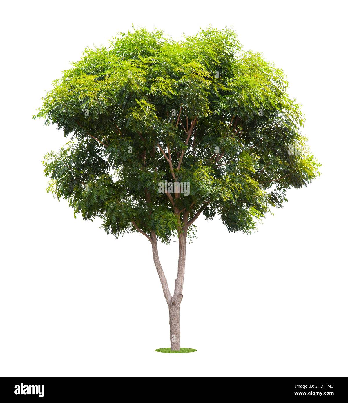 Beautiful green tree isolated on white background Stock Photo - Alamy