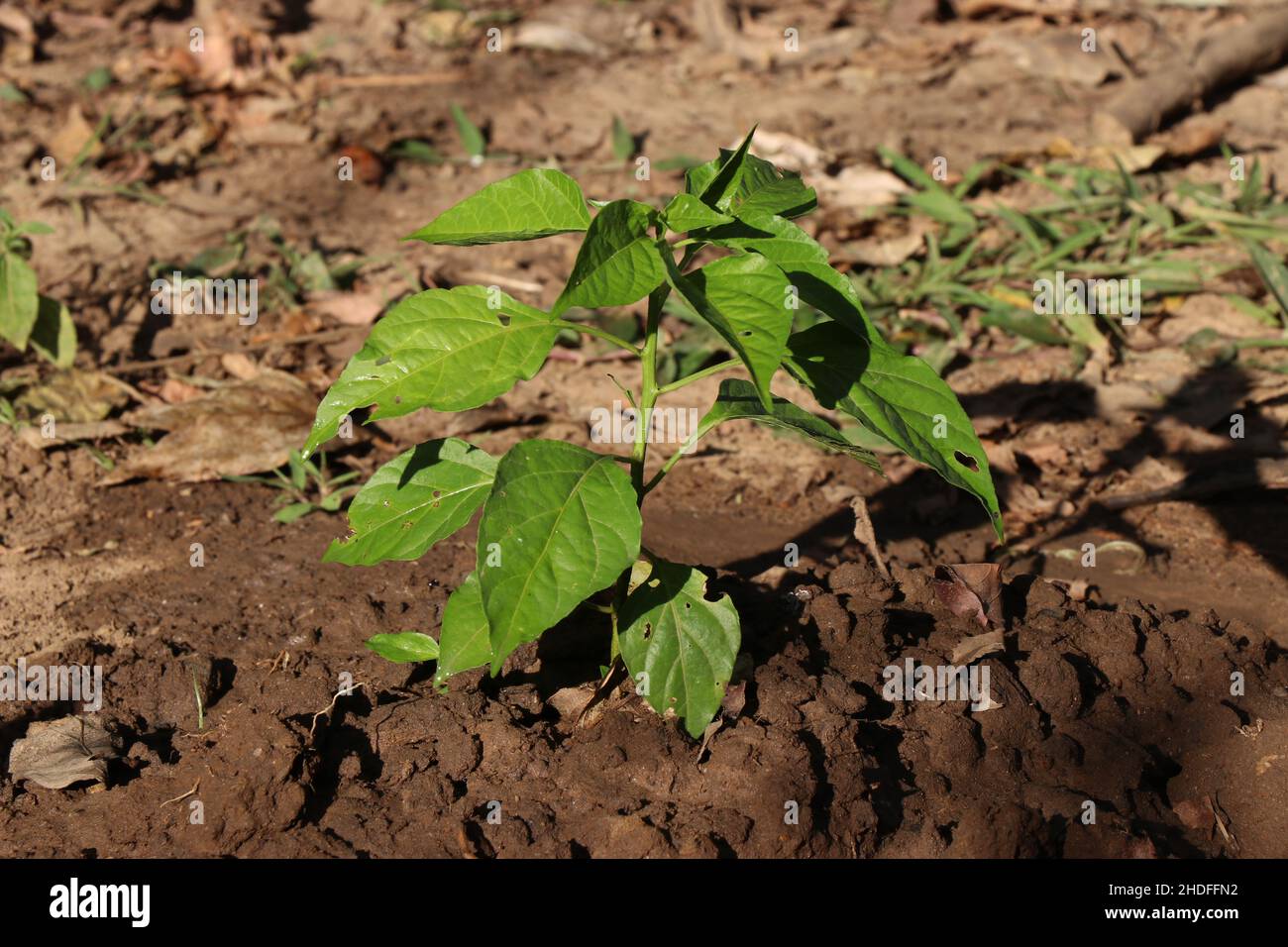 Birds eye chili plant on its growing stage with fresh young leaves ...