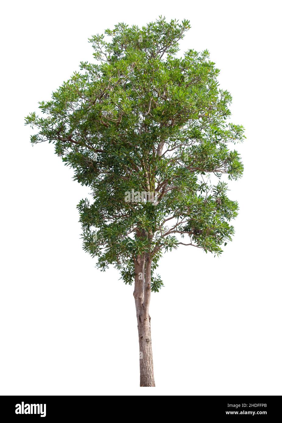 Beautiful green tree isolated on white background Stock Photo - Alamy