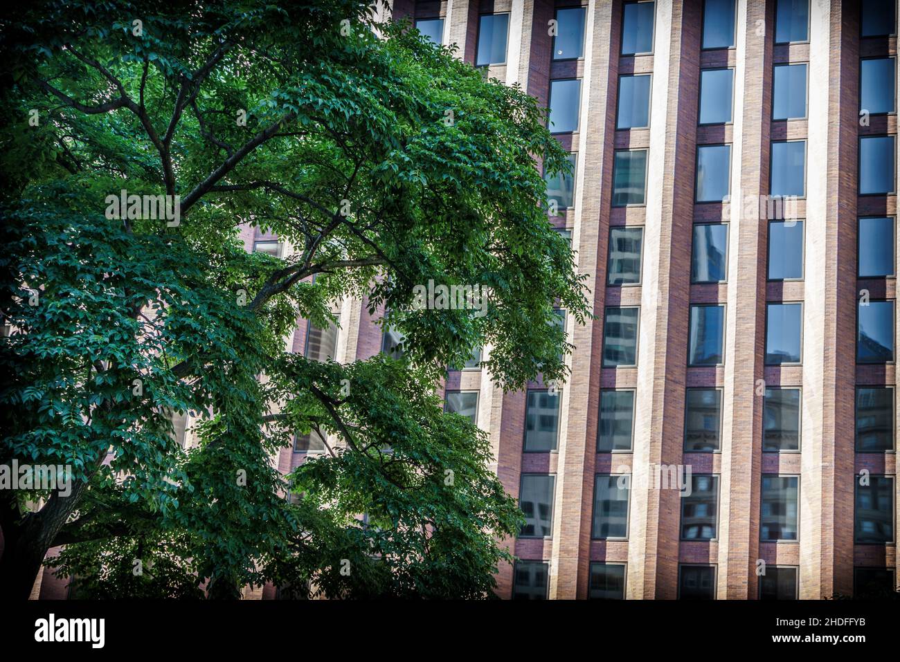 Modern glass building behind a tree outdoors Stock Photo - Alamy