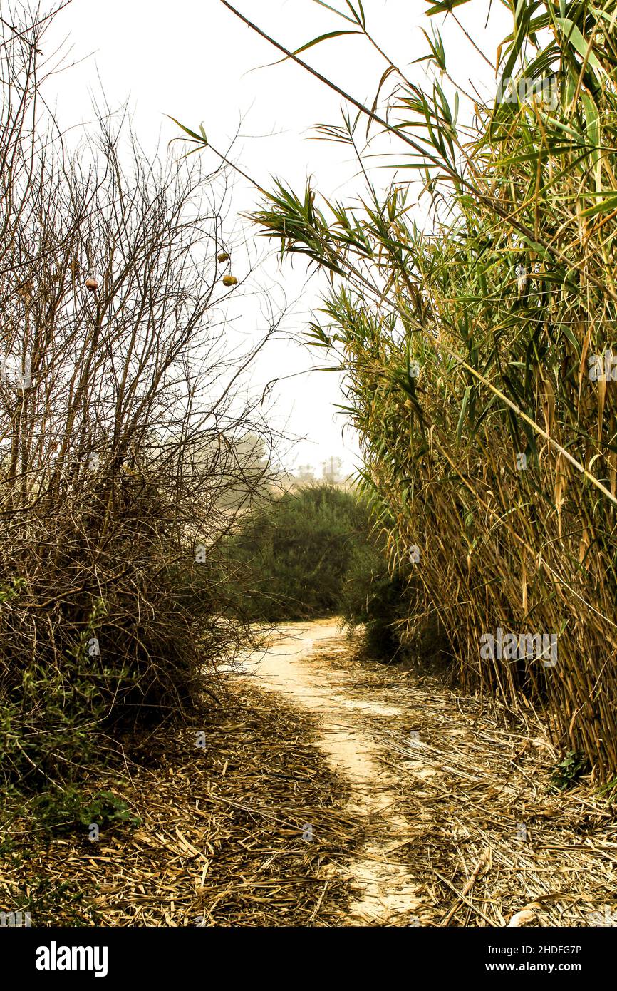 Path between reed fields through the mountains in Spain Stock Photo - Alamy