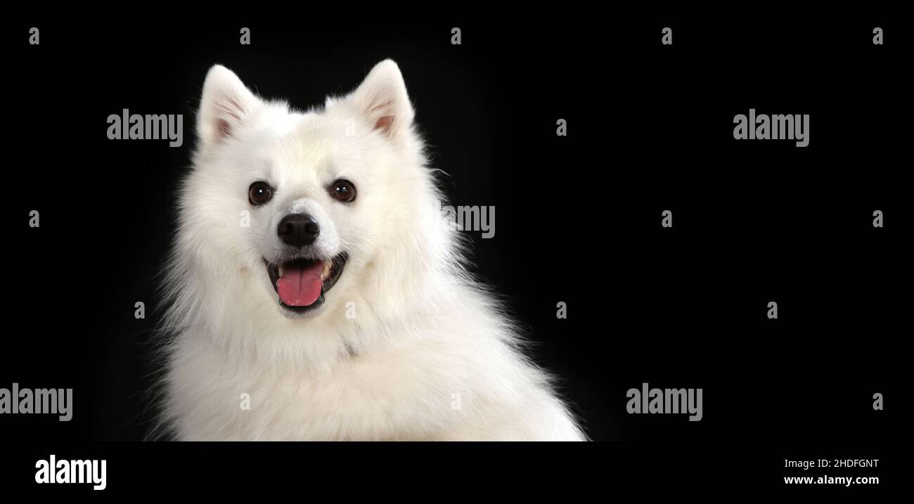 dog, acute, dogs, acutes Stock Photo - Alamy