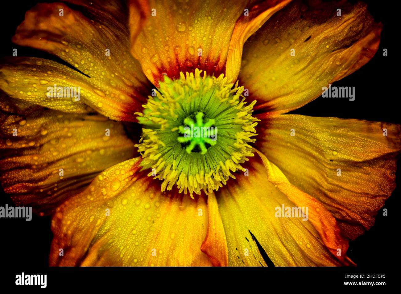 flower, poppy, macro, poppies, flowers, macros Stock Photo - Alamy