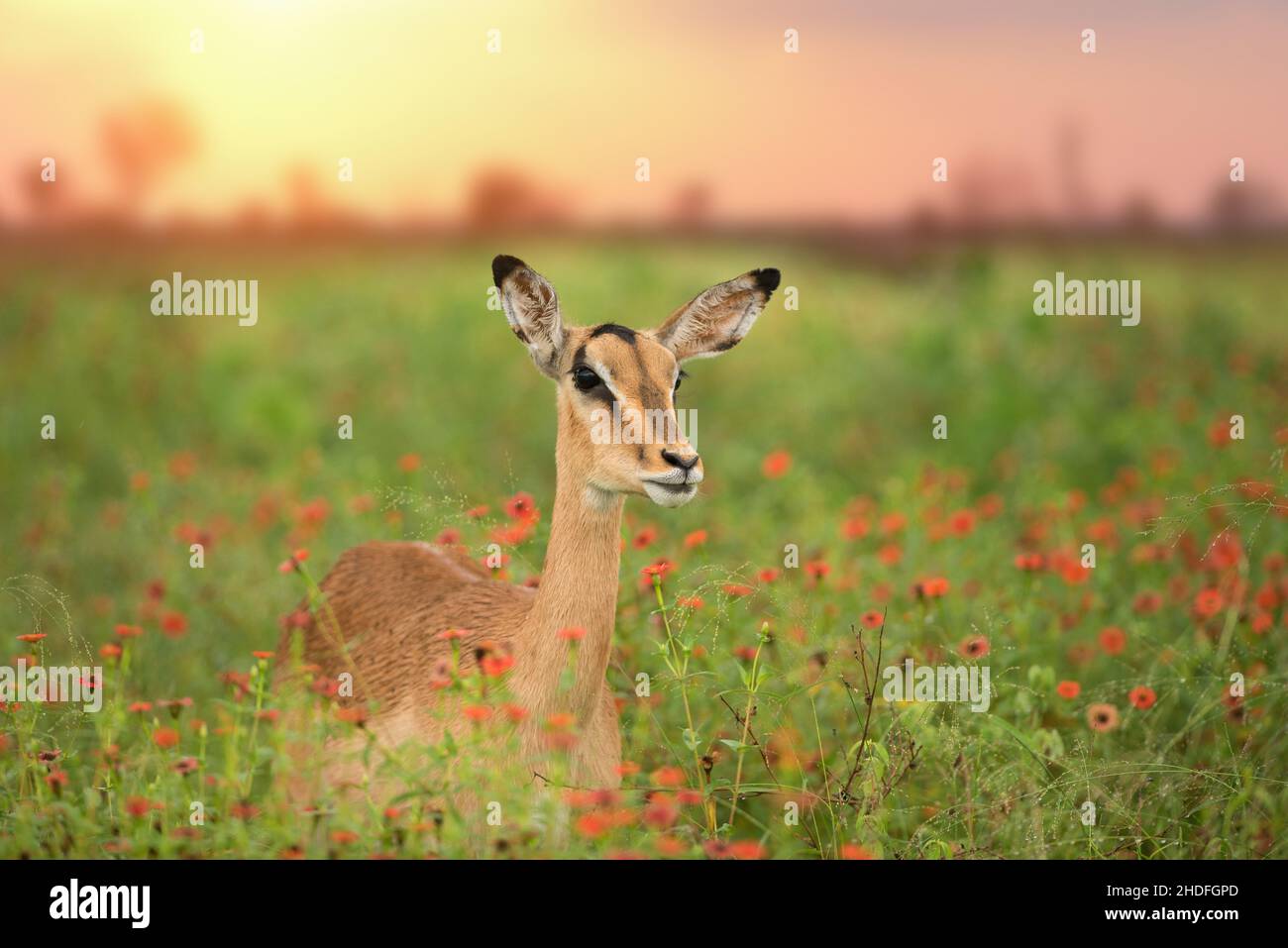sunset, africa, impala, sunsets, african, impalas Stock Photo - Alamy