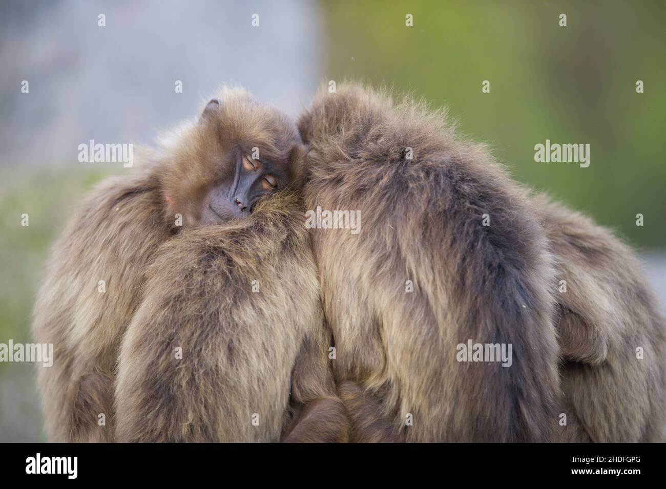 togetherness, gelada, social behavior, cohesions, geladas Stock Photo ...