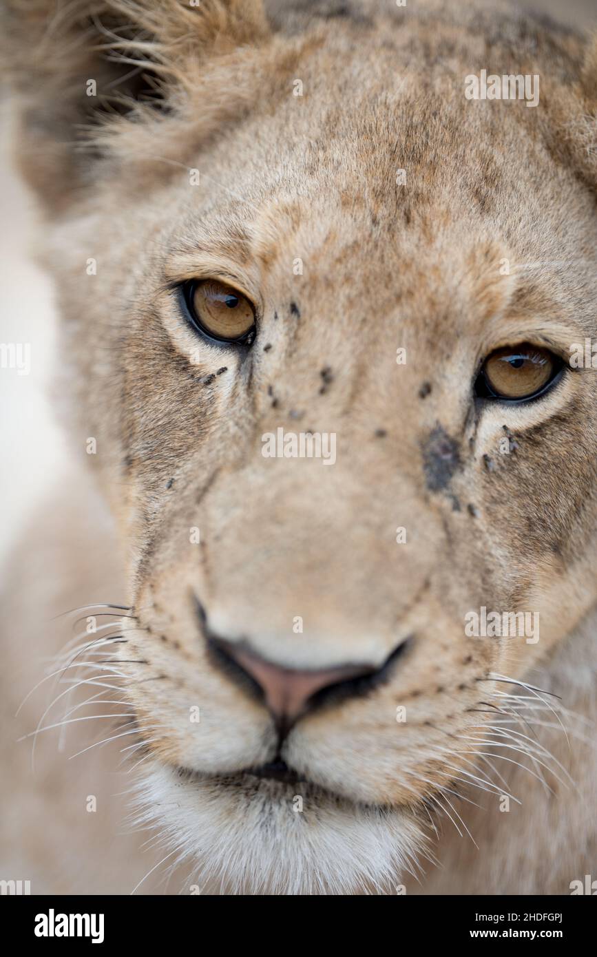 Lion portraits hi-res stock photography and images - Alamy