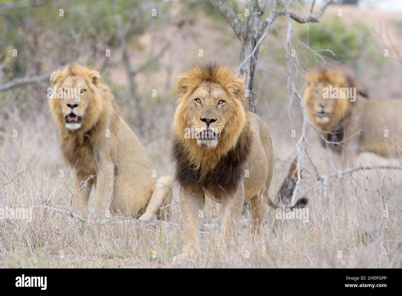 3 lions hi-res stock photography and images - Alamy