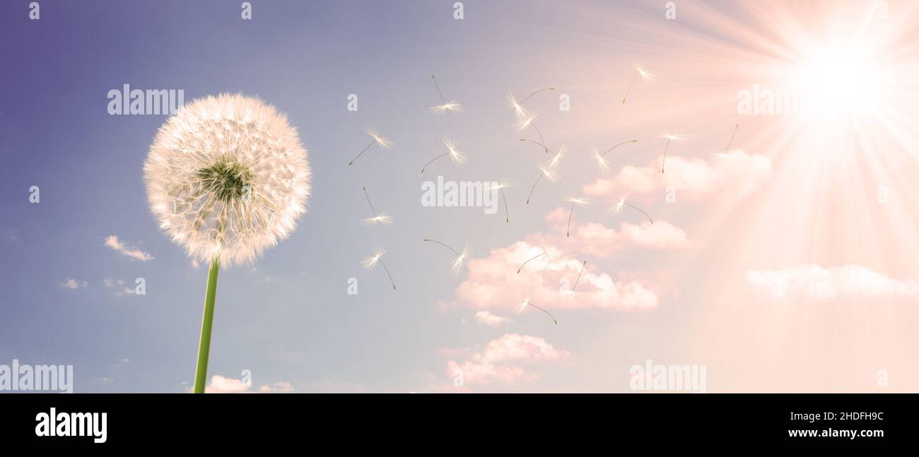 flying, dandelion, seed, fly, to fly, dandelions, löwenzahn font, crob ...