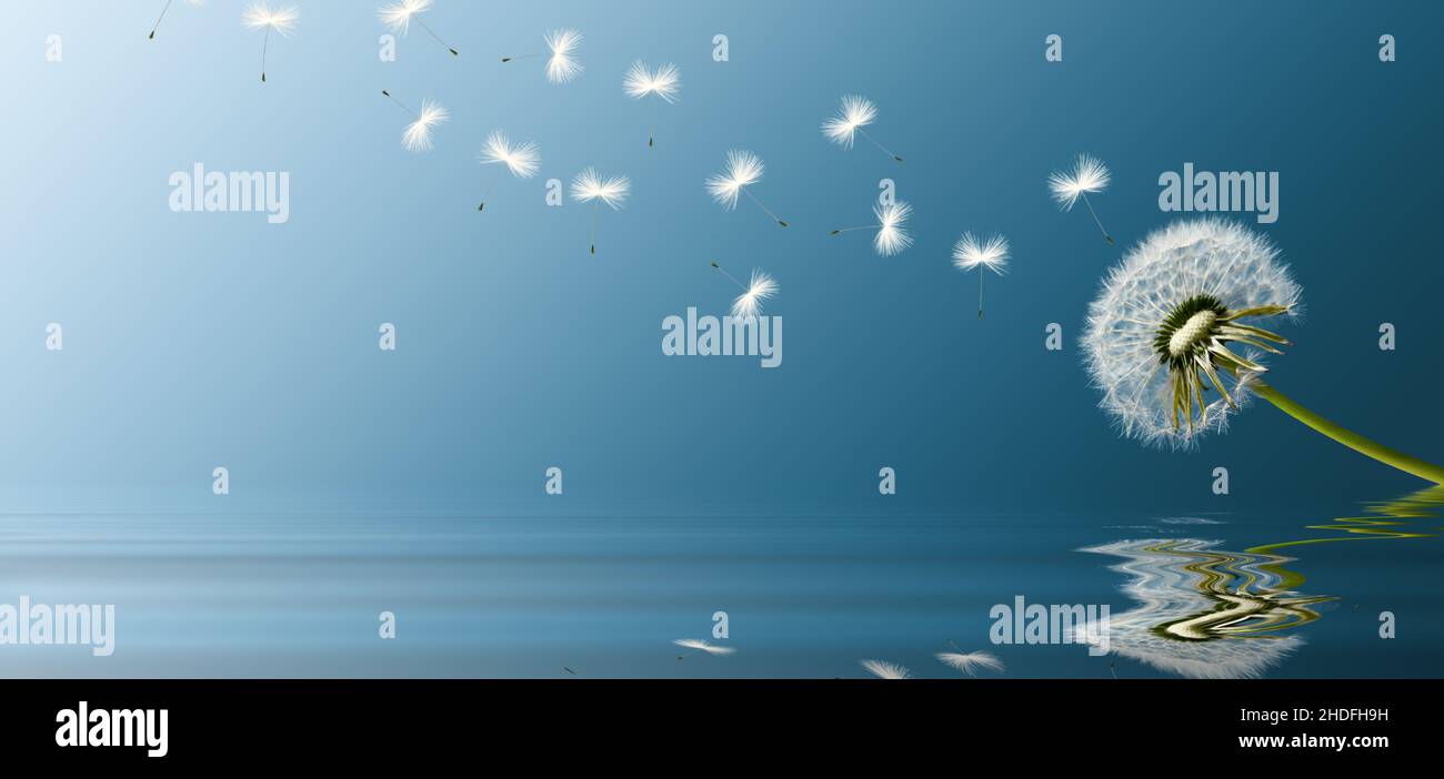 dandelion, seed, fly away, dandelions, löwenzahn font, crob, seeds ...