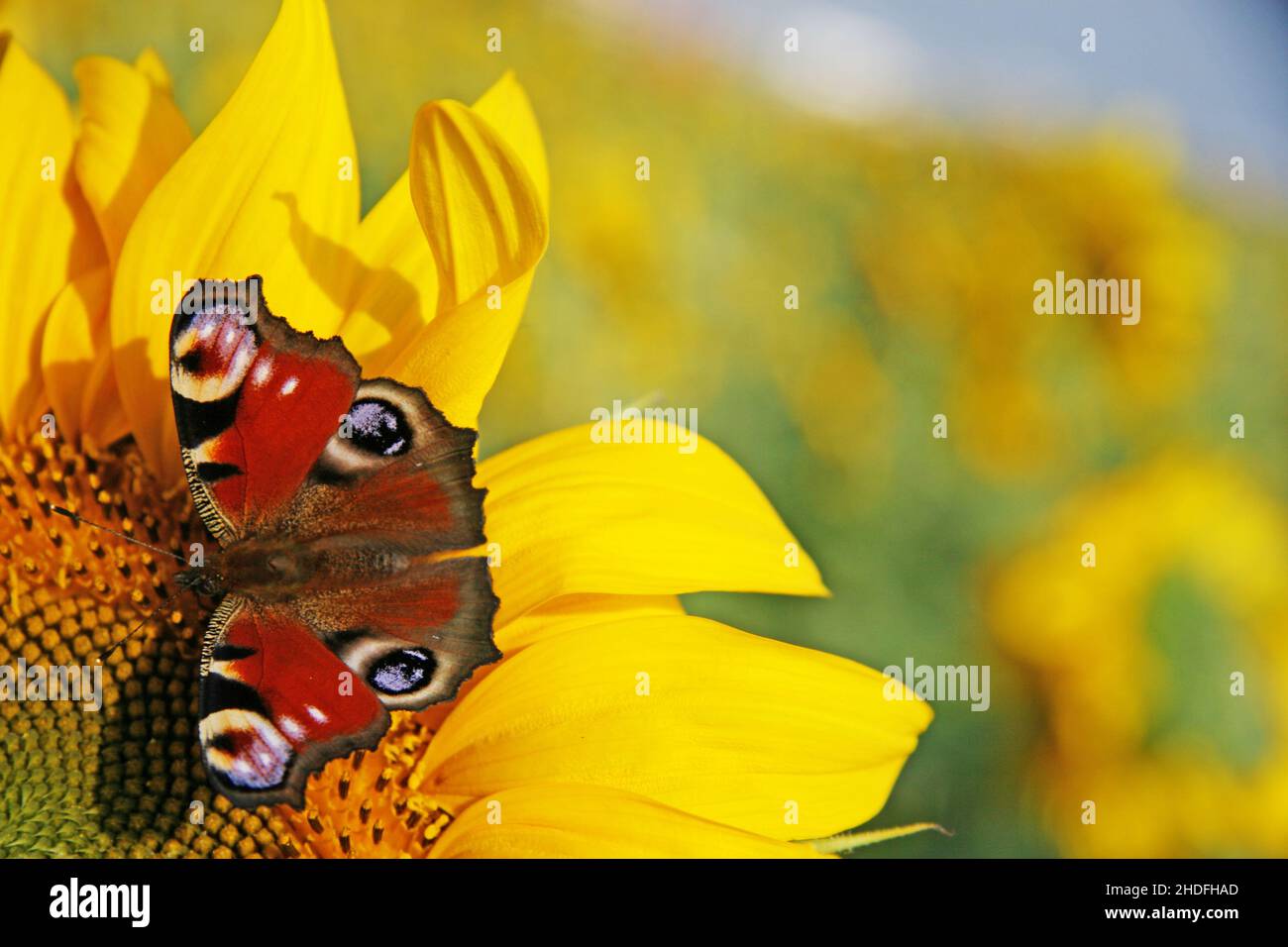 sunflower, butterfly, sunflowers, butterflies Stock Photo - Alamy