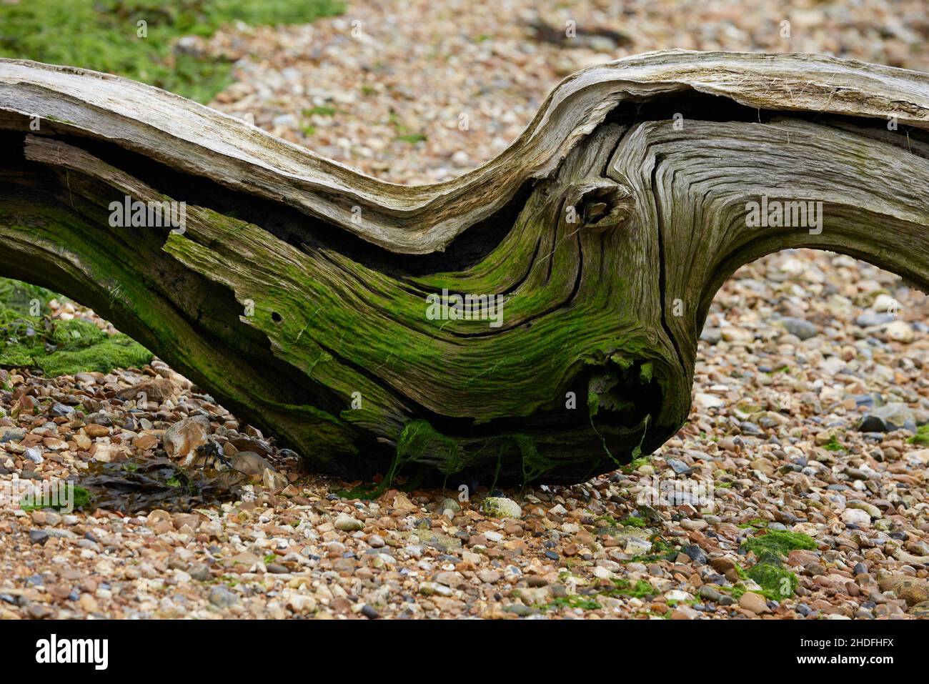 Close up of tree trunk seen on the beach Stock Photo - Alamy