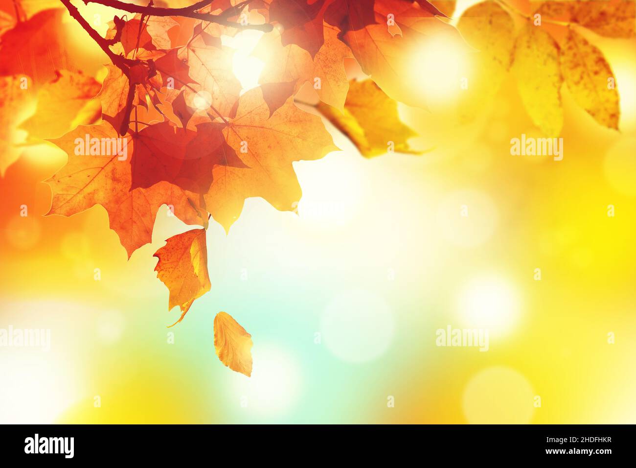 autumn, autumn leaves, indian summer, fall, leaf Stock Photo - Alamy