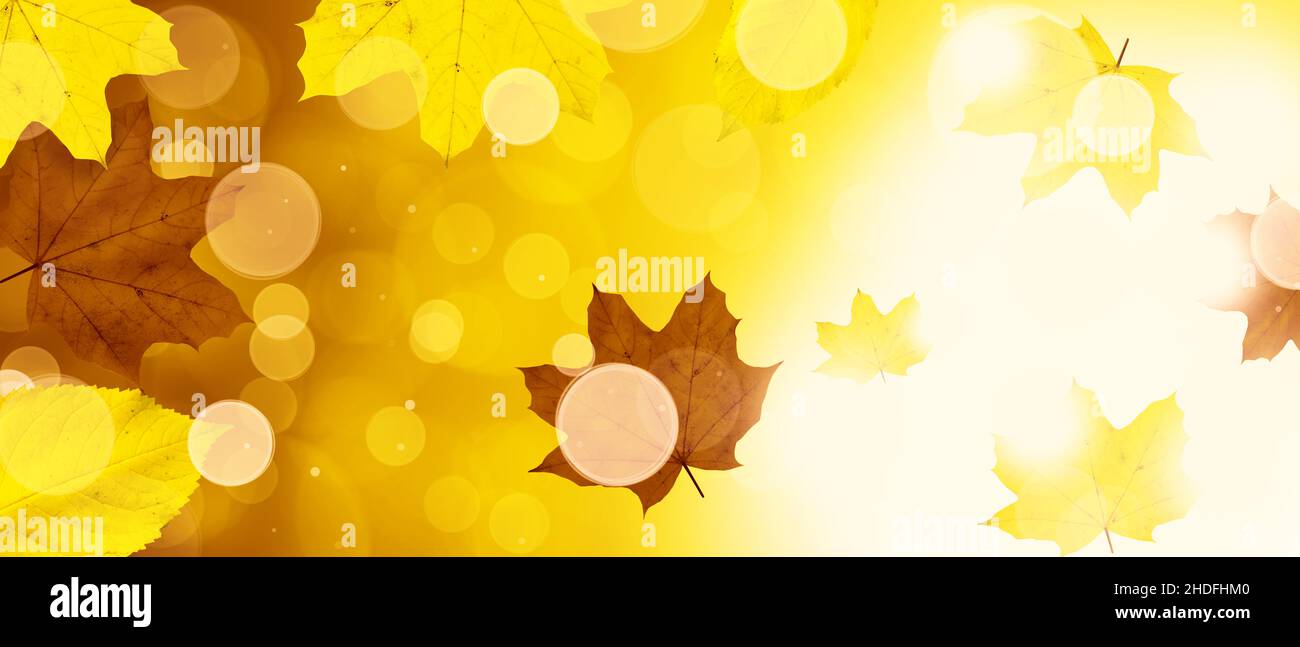 autumn, autumn leaves, indian summer, fall, leaf Stock Photo - Alamy