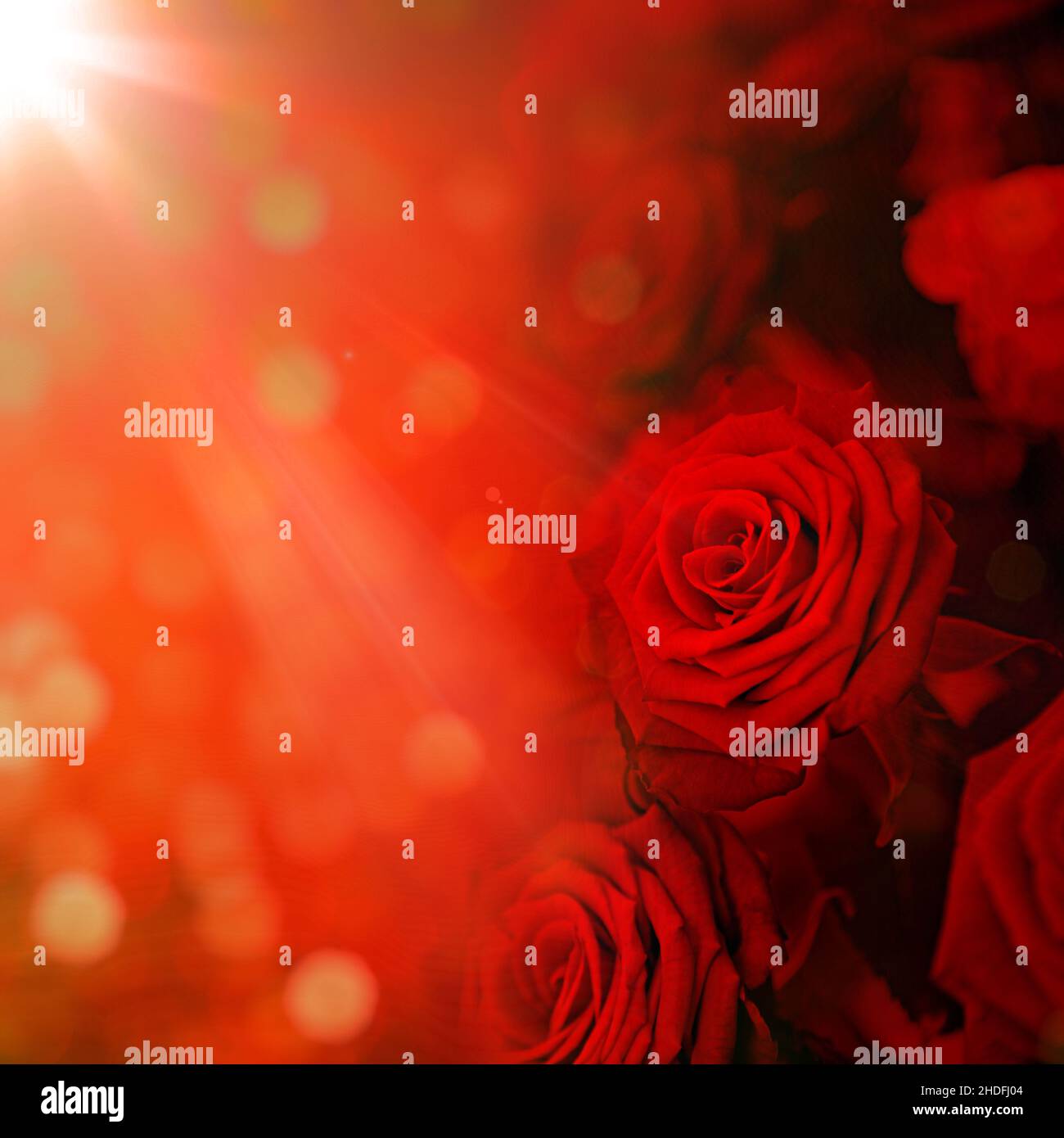 romantic, roses, red roses, romantics, rose, red rose Stock Photo - Alamy