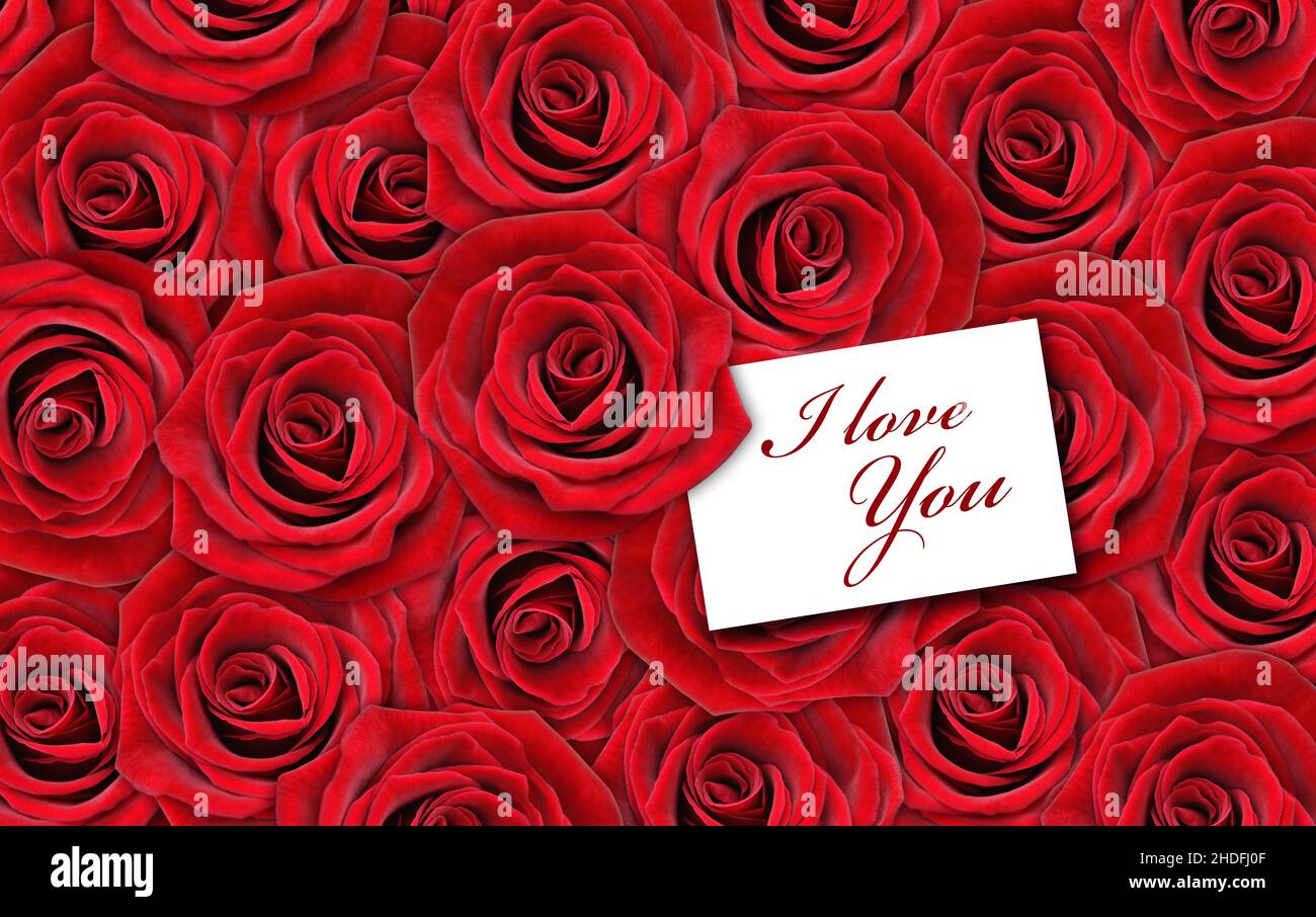 valentine, red rose, i love you, valentine's day, valentines ...