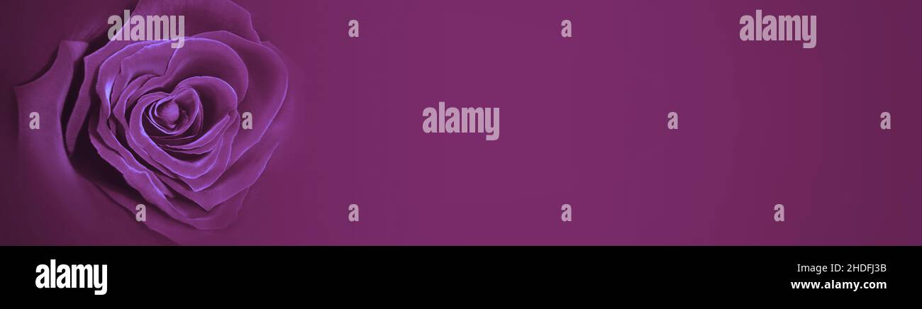 backgrounds, purple, rose petals, background, lila, violett, rose petal ...