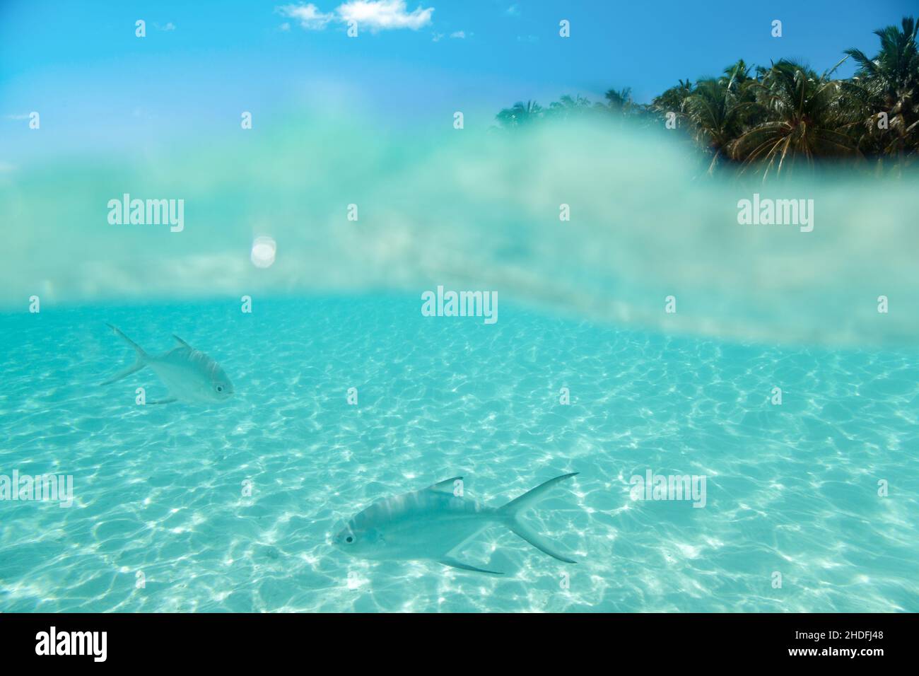 underwater, fish, indian ocean, under water, fishes, indian oceans ...