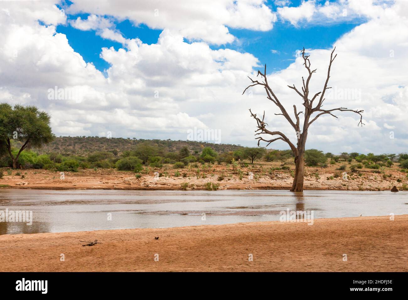 river, kenya, tree skeleton, rivers, kenyas Stock Photo - Alamy
