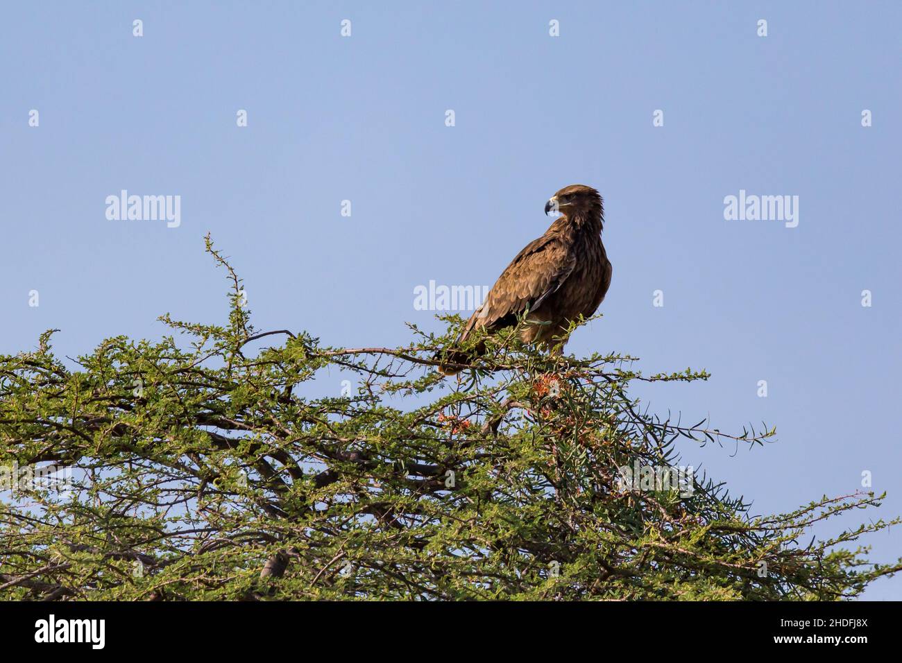 Sitting eagle hi-res stock photography and images - Alamy