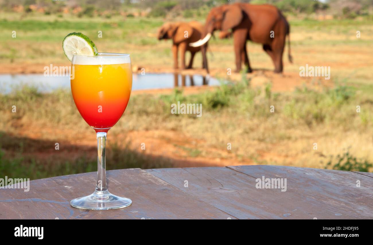 refreshment, cocktail, safari, refreshments, alcohol, cocktails ...