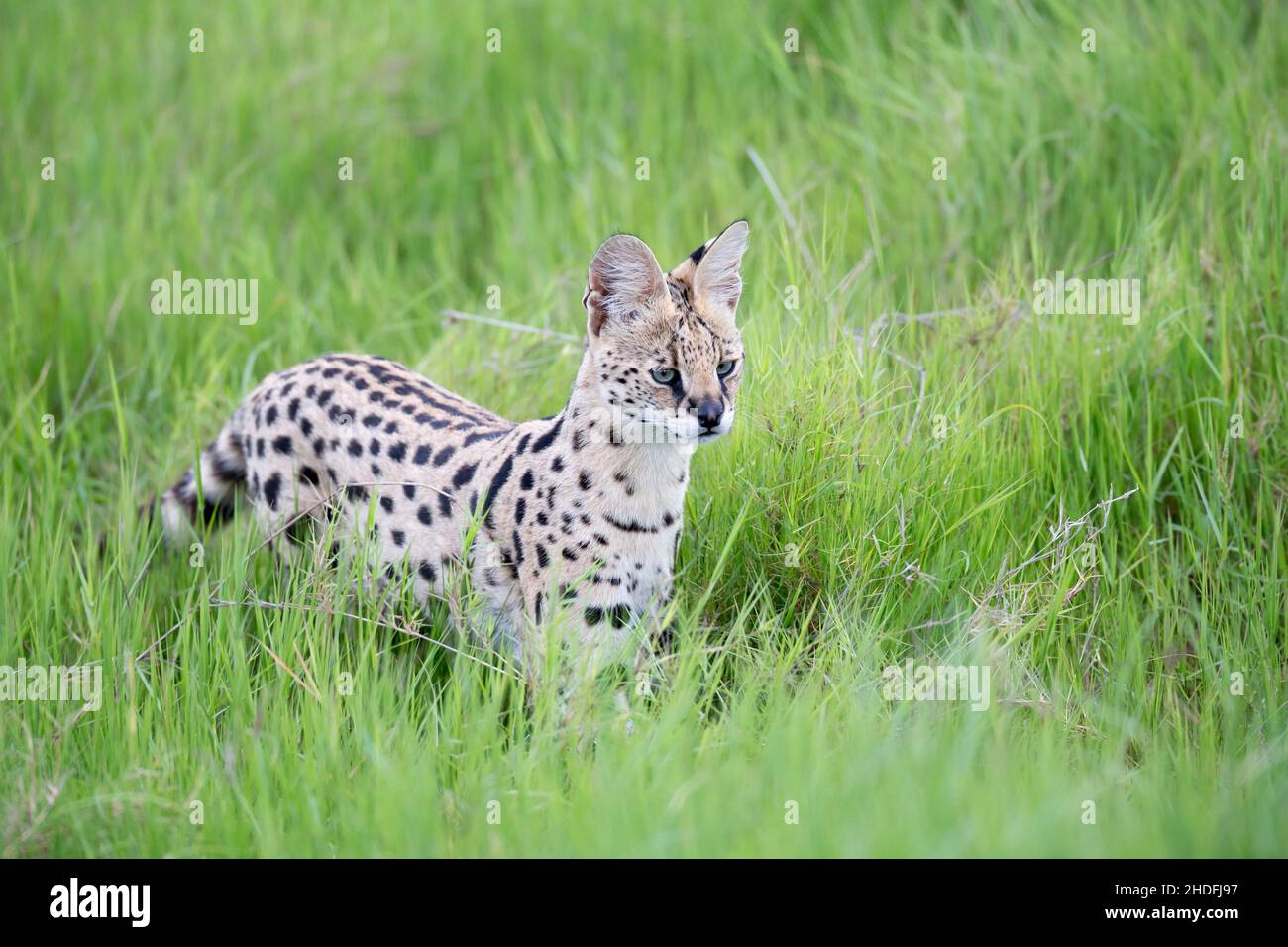 serval, wildcat, servals, wildcats Stock Photo - Alamy