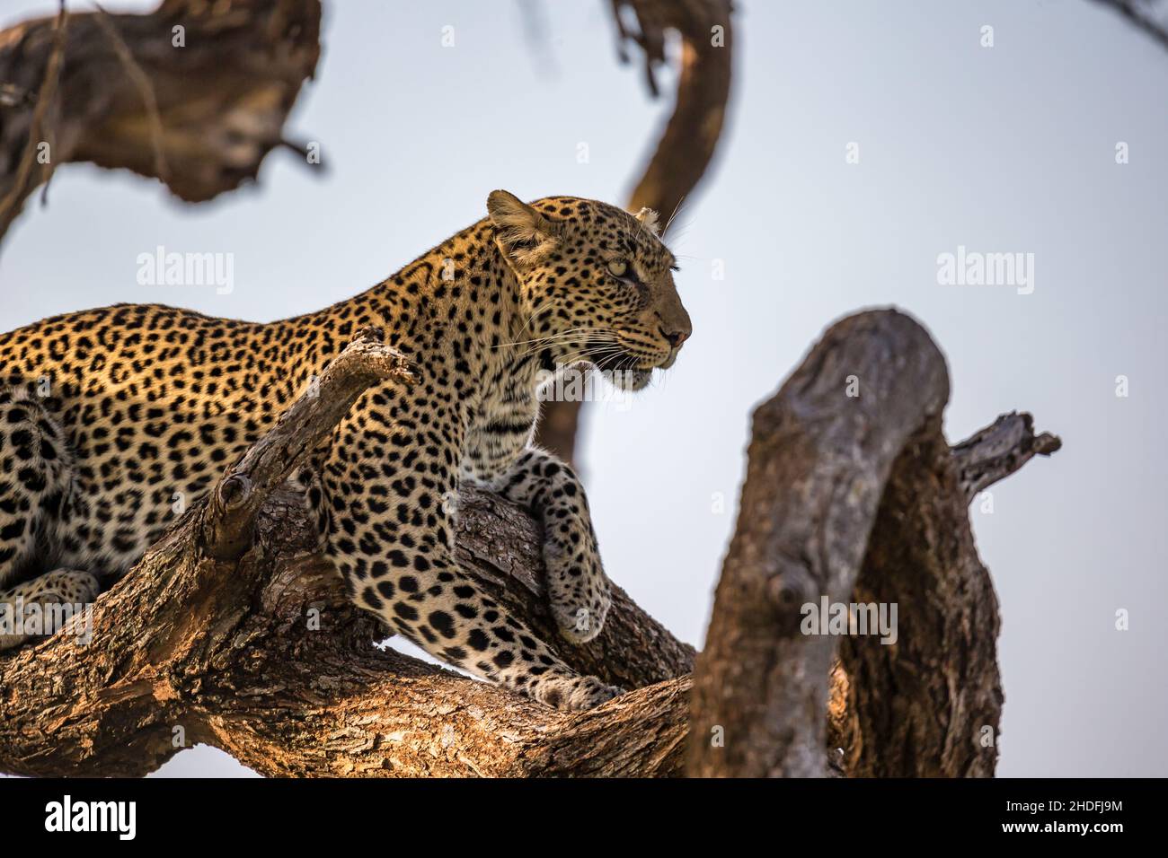 leopard, display boards Stock Photo - Alamy