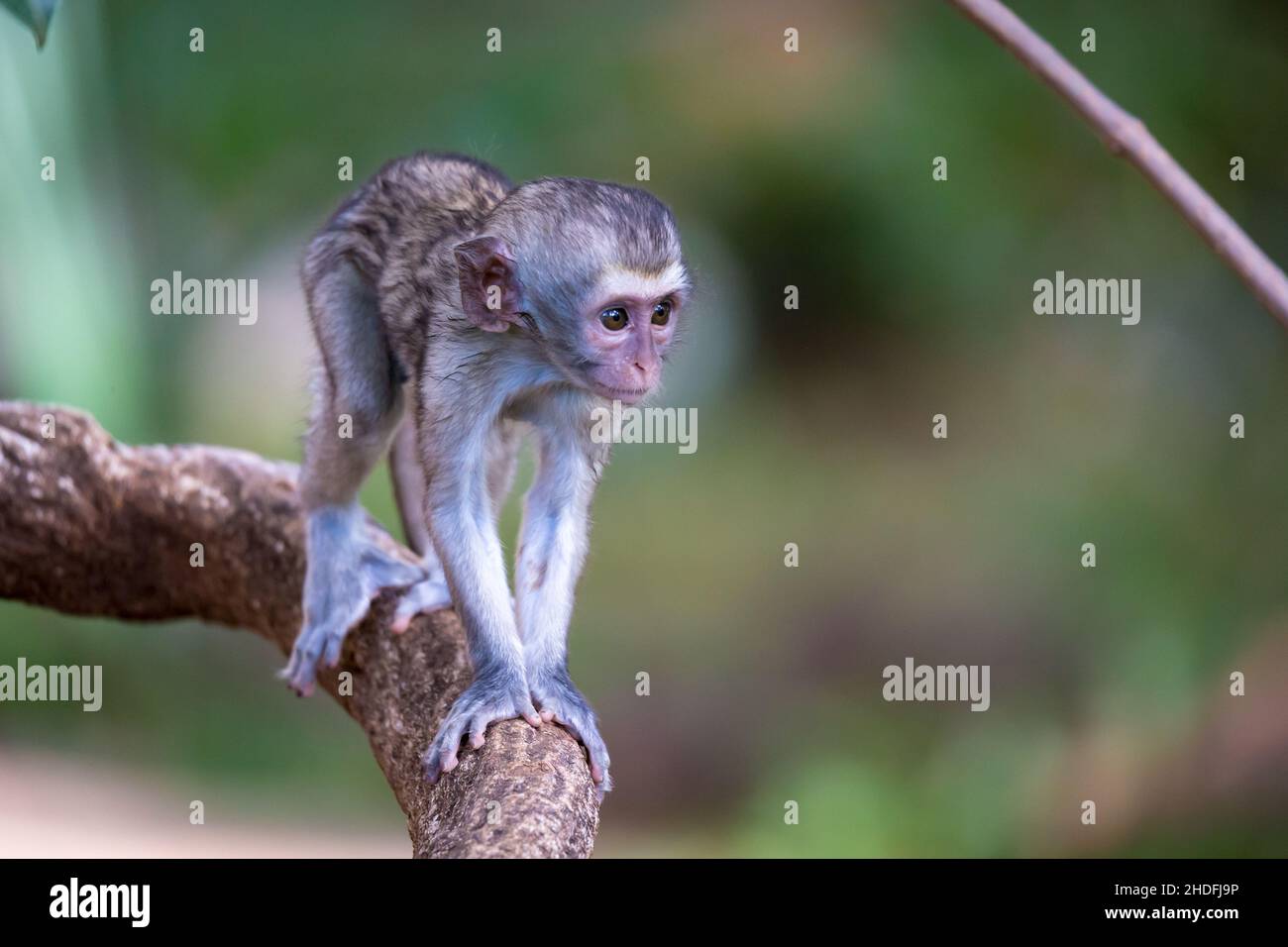 baby monkey, Vervet monkey, baby monkeys, baby primates Stock Photo - Alamy