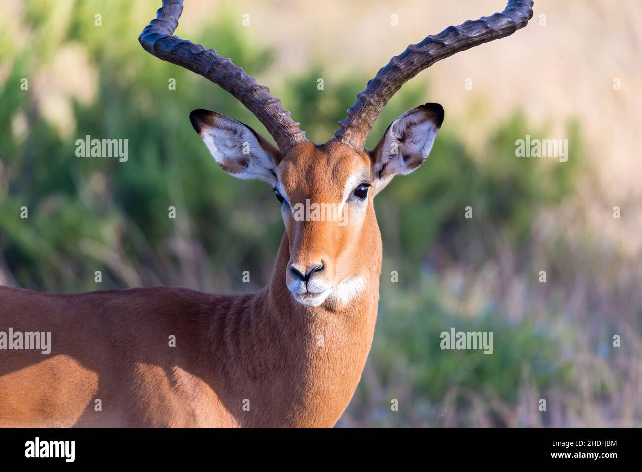 Antelope antelopes front view hi-res stock photography and images - Alamy