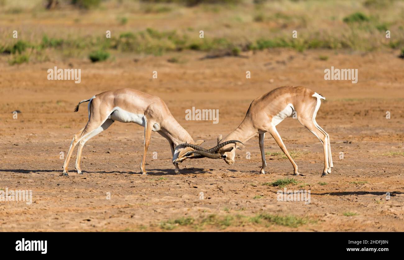 fighting, antelope, fight, antelopes Stock Photo - Alamy