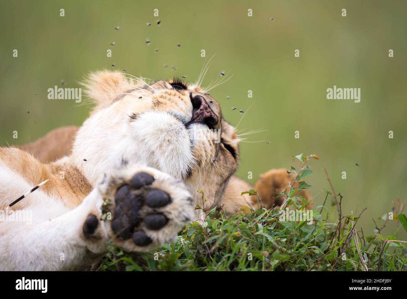 Predator of mosquitoes hi-res stock photography and images - Alamy