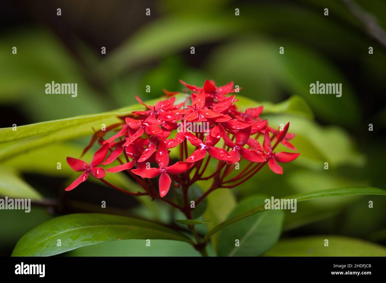 Ixora plant hi-res stock photography and images - Alamy