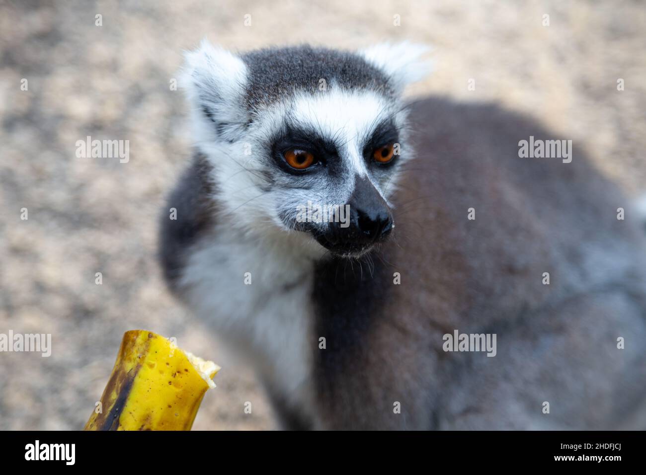 Madagascars lemurs hi-res stock photography and images - Alamy