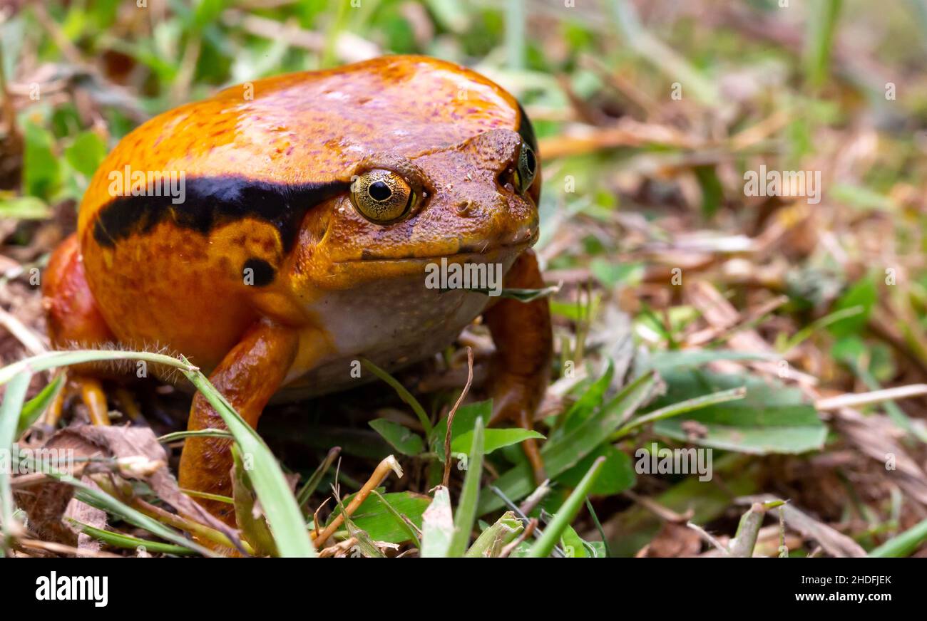 madagascar tomato frog Stock Photo - Alamy