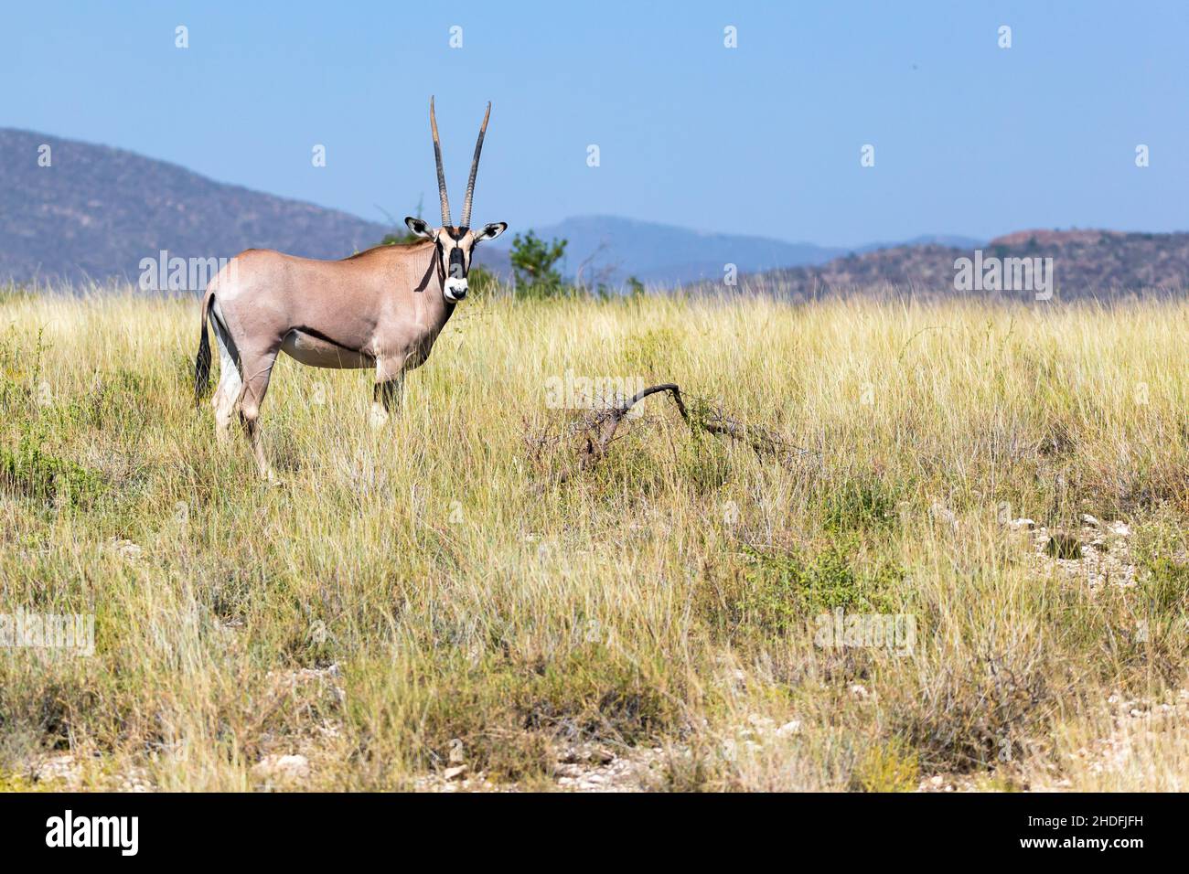 African oryxs hi-res stock photography and images - Alamy
