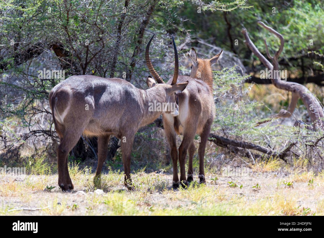 mating, sniff, waterbuck, sniffs, waterbucks Stock Photo - Alamy