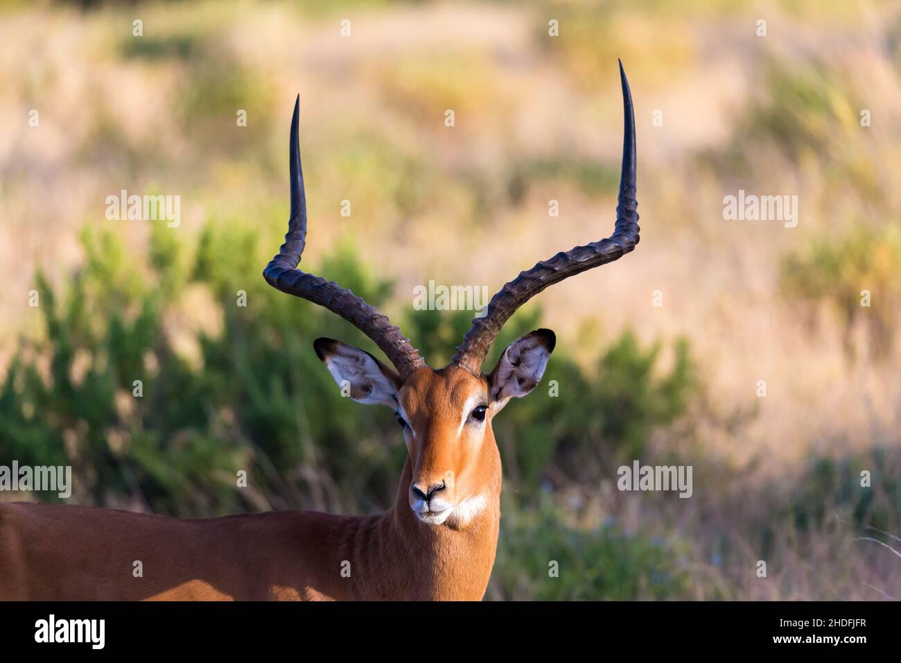 Antelope antelopes front view hi-res stock photography and images - Alamy