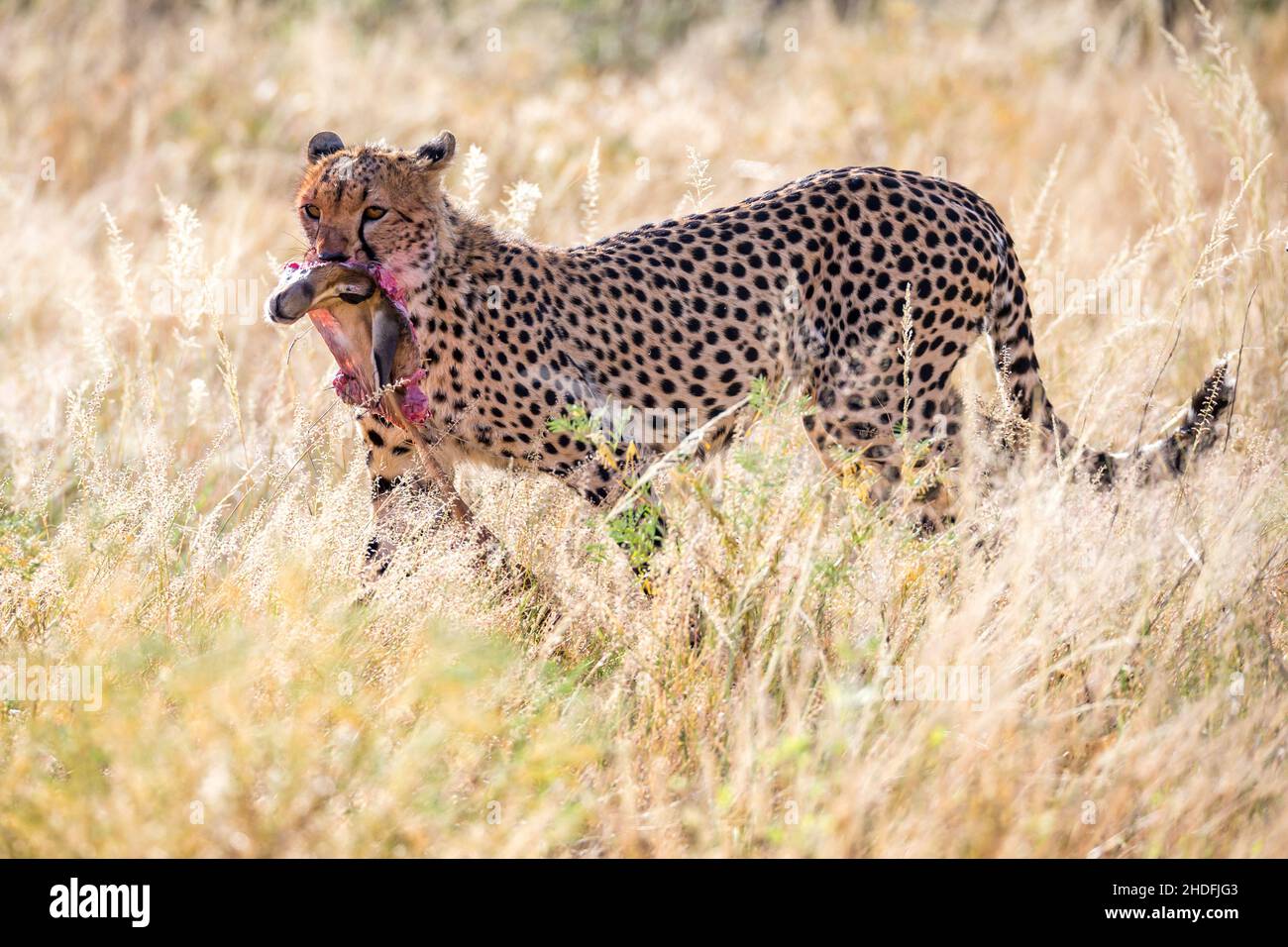 prey, cheetah, cheetahs Stock Photo - Alamy