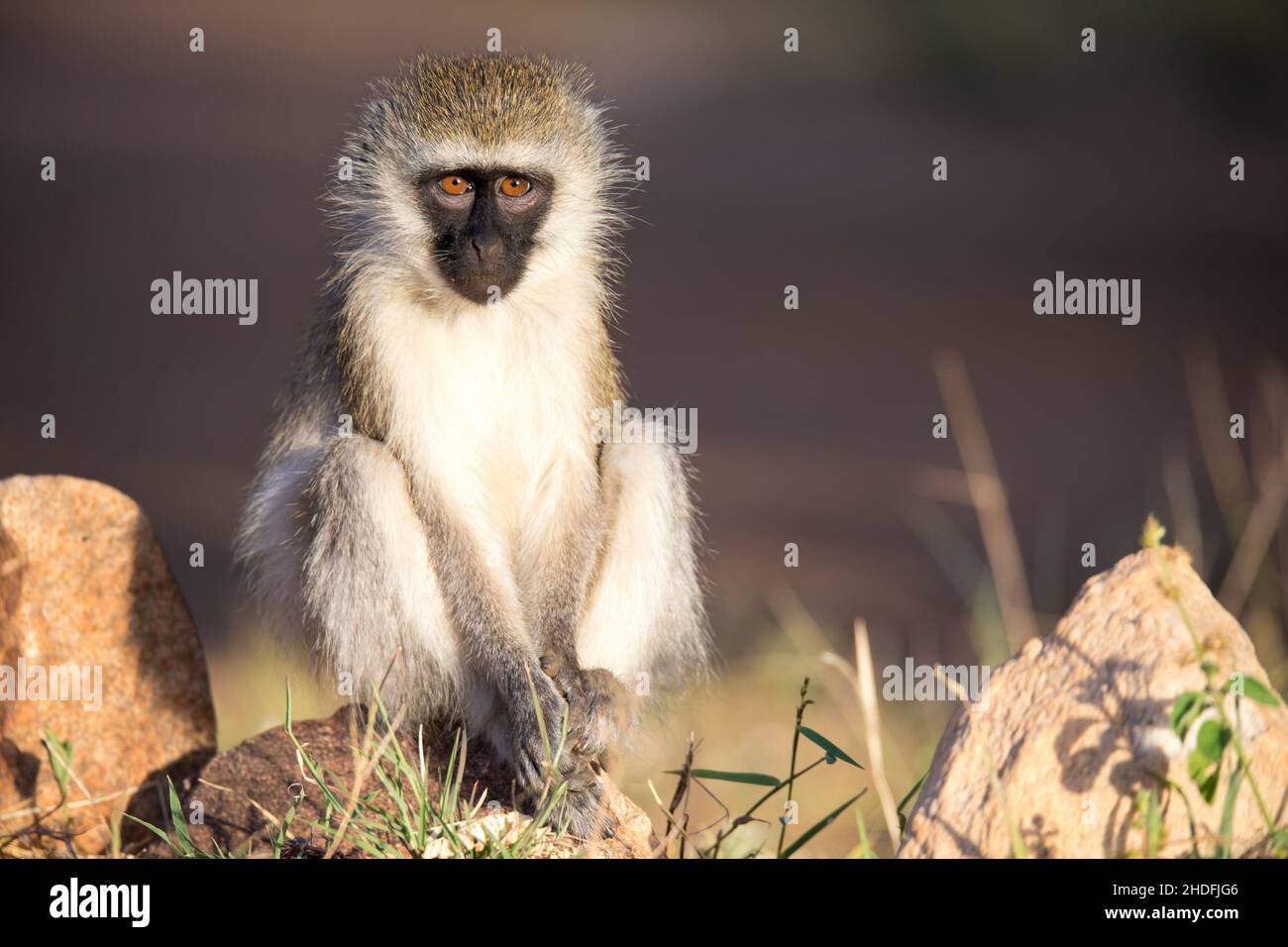 monkey, Vervet monkey, monkeys, primates Stock Photo - Alamy