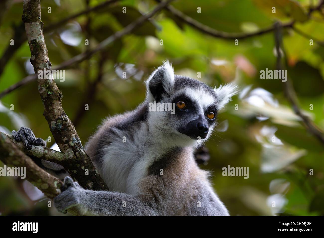 ring tailed lemur, ring-tailed lemurs Stock Photo - Alamy