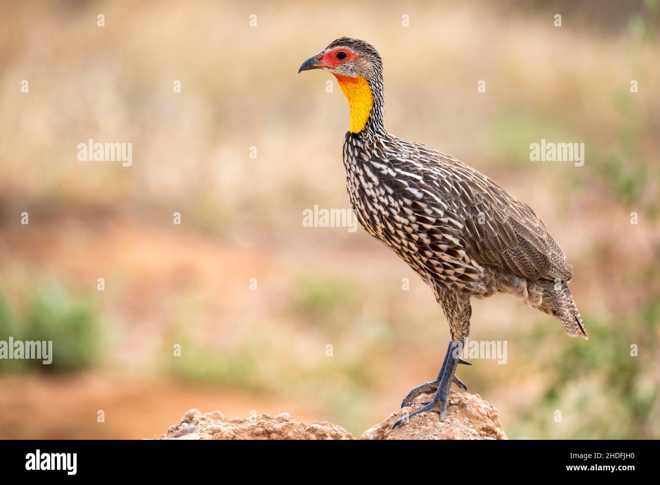 Bird african yellow necked spurfowl kenya hi-res stock photography and ...