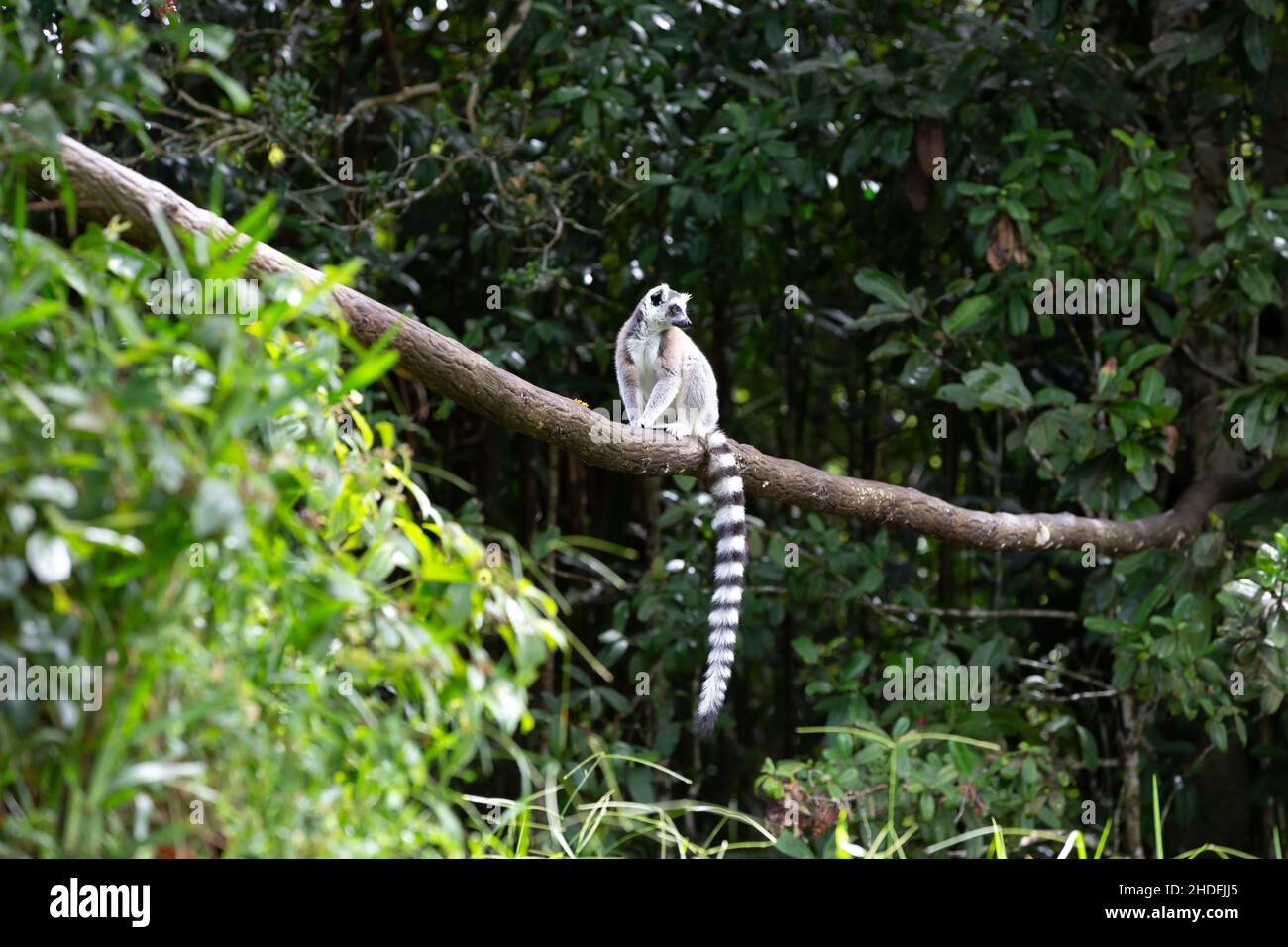 ring tailed lemur, ring-tailed lemurs Stock Photo - Alamy