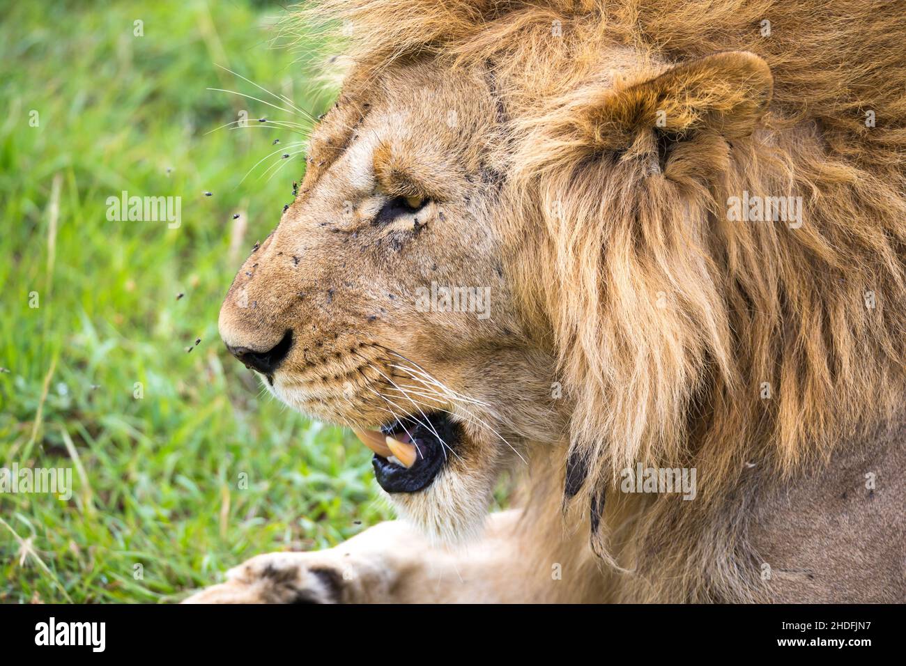 lion, leo, lions Stock Photo - Alamy