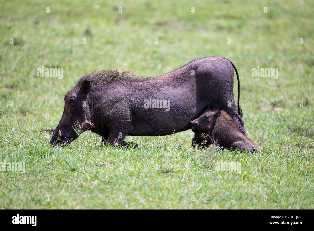 young animal, warthog, young animals, warthogs Stock Photo - Alamy