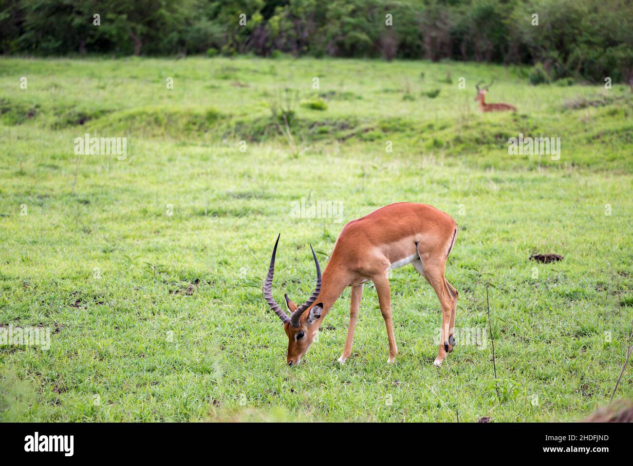 Antelope side view hi-res stock photography and images - Alamy