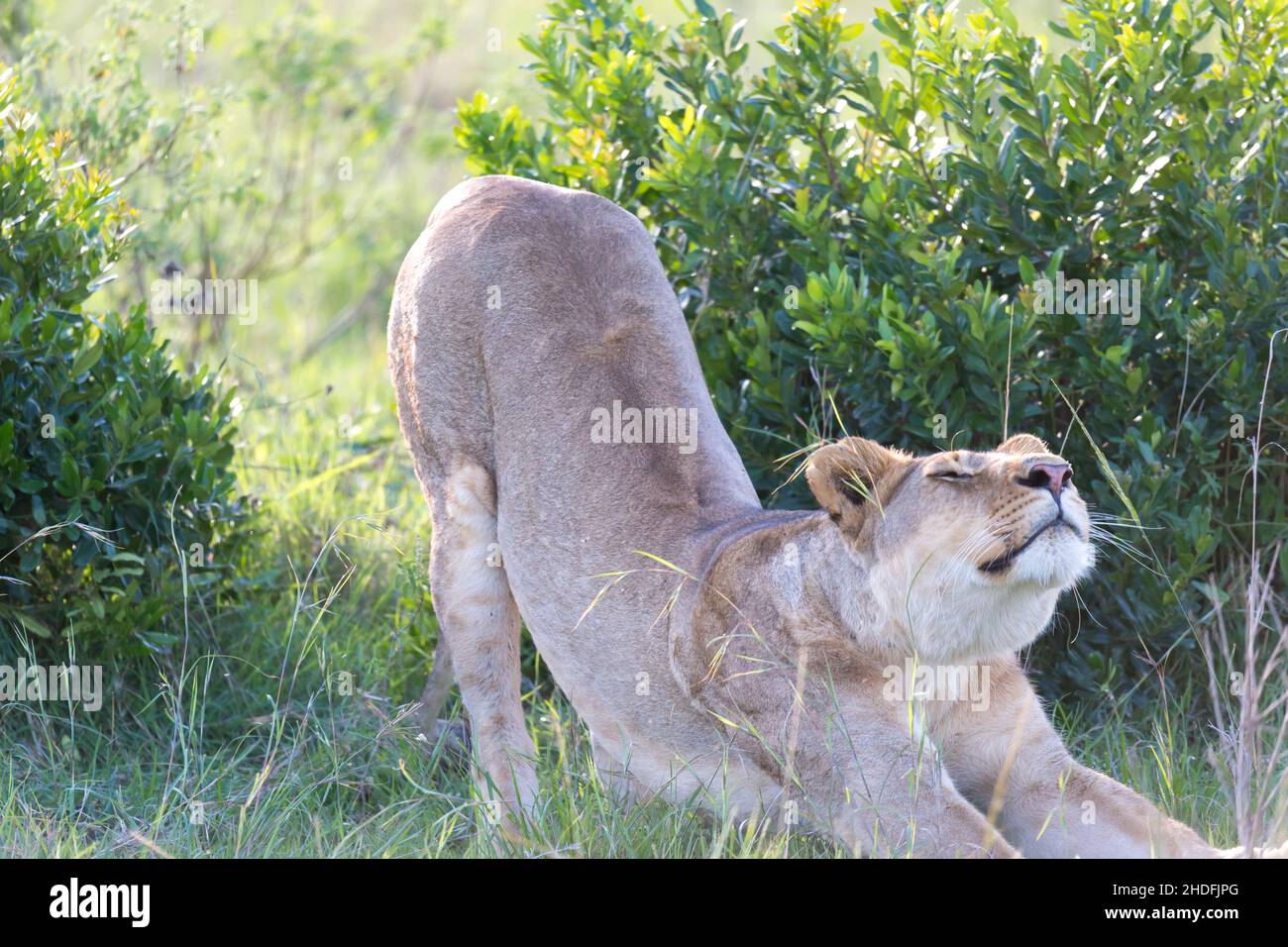 stretching, lioness, stretch Stock Photo - Alamy