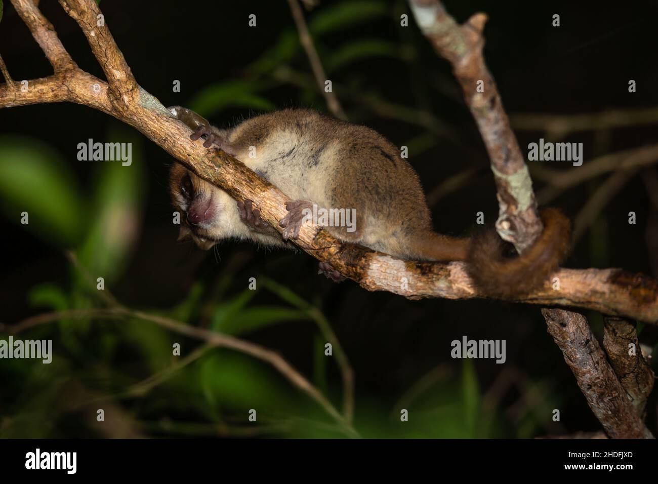Nocturnal lemurs hi-res stock photography and images - Alamy